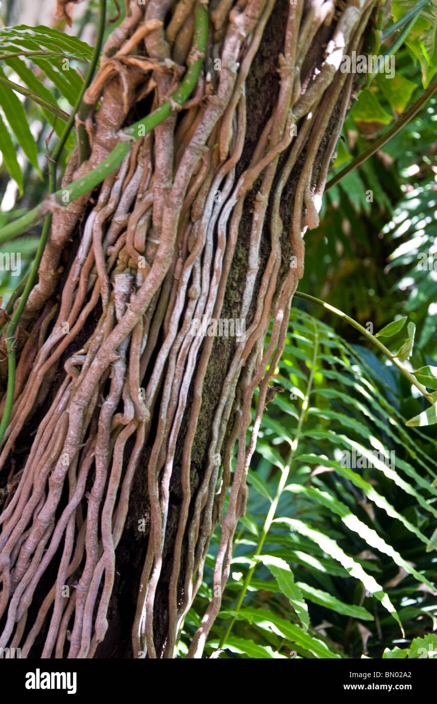 Rainforest liana hi-res stock photography and images - Alamy