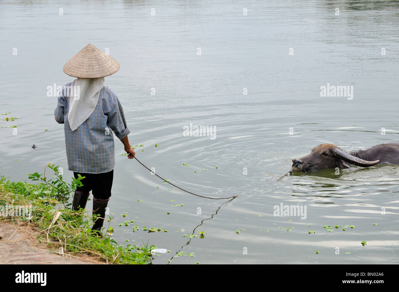 Farming woman with water buffalo hi-res stock photography and images ...