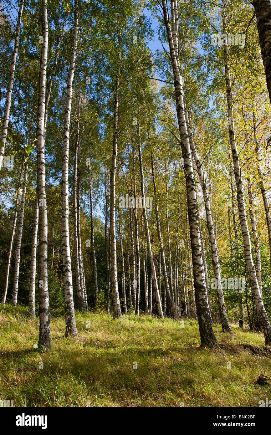 Summer trees landscape Stock Photo - Alamy