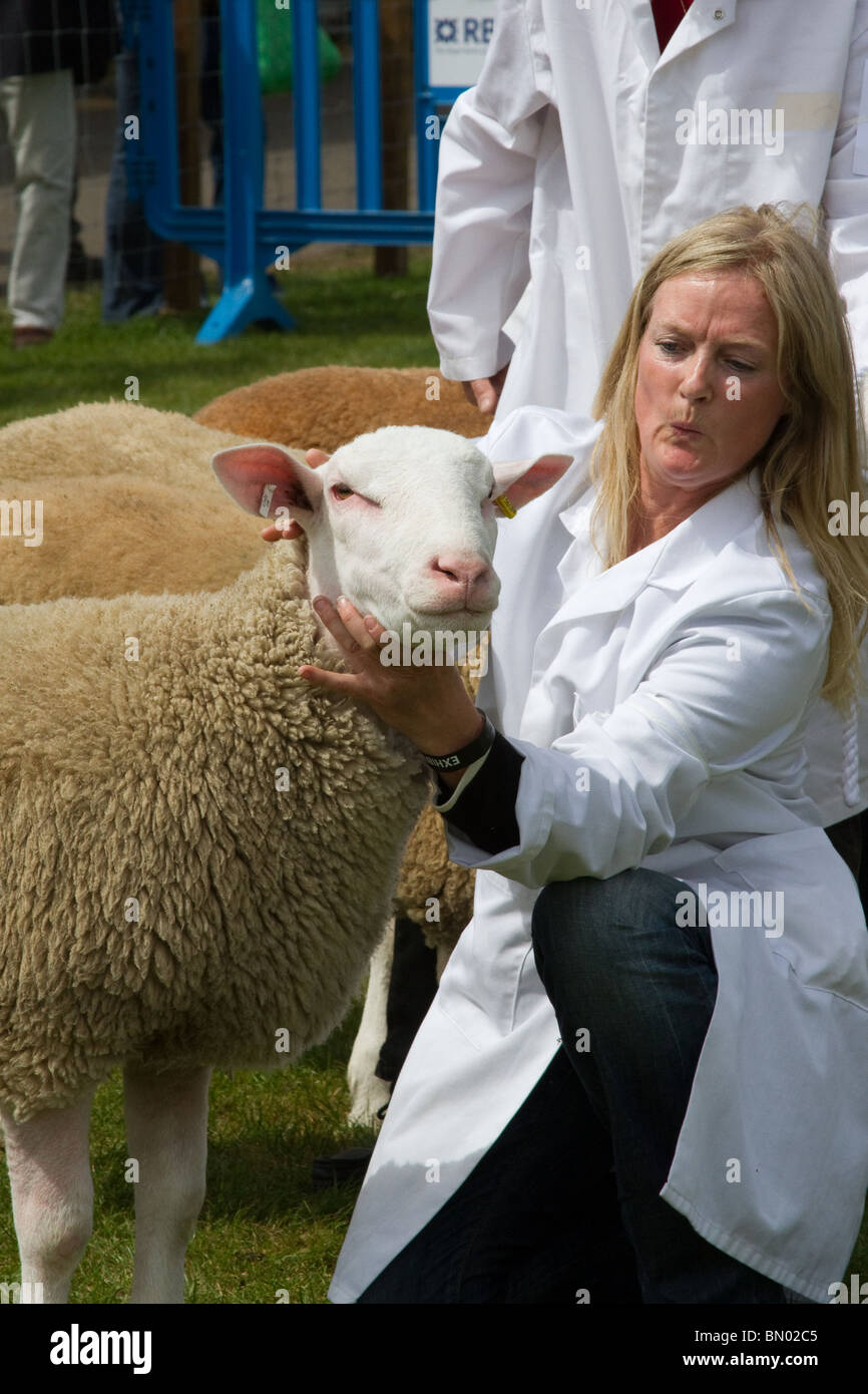 Prize Sheep at the great Royal Highland Show 2010 Scottish Agricultural ...