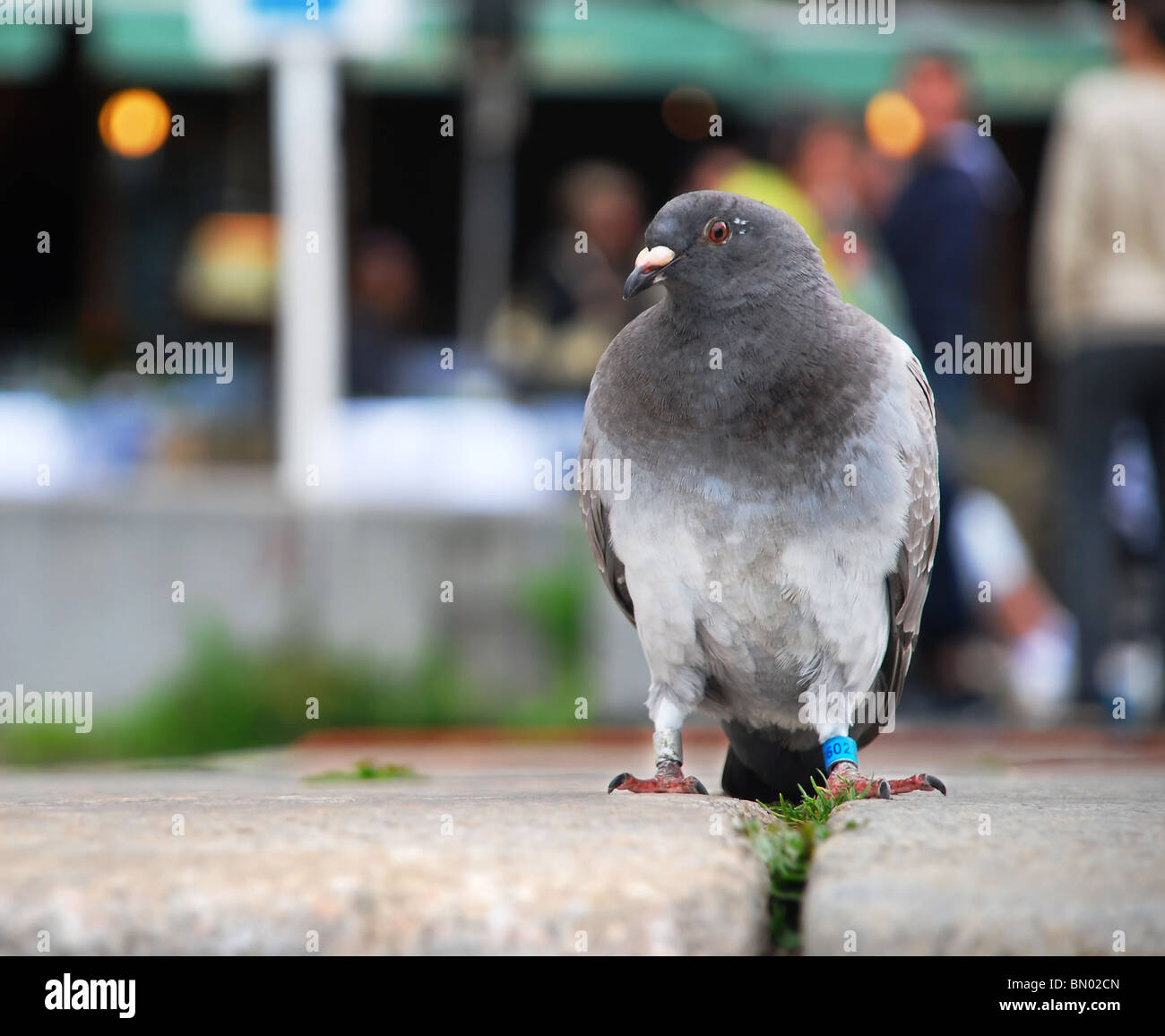Animal fleur hi-res stock photography and images - Alamy