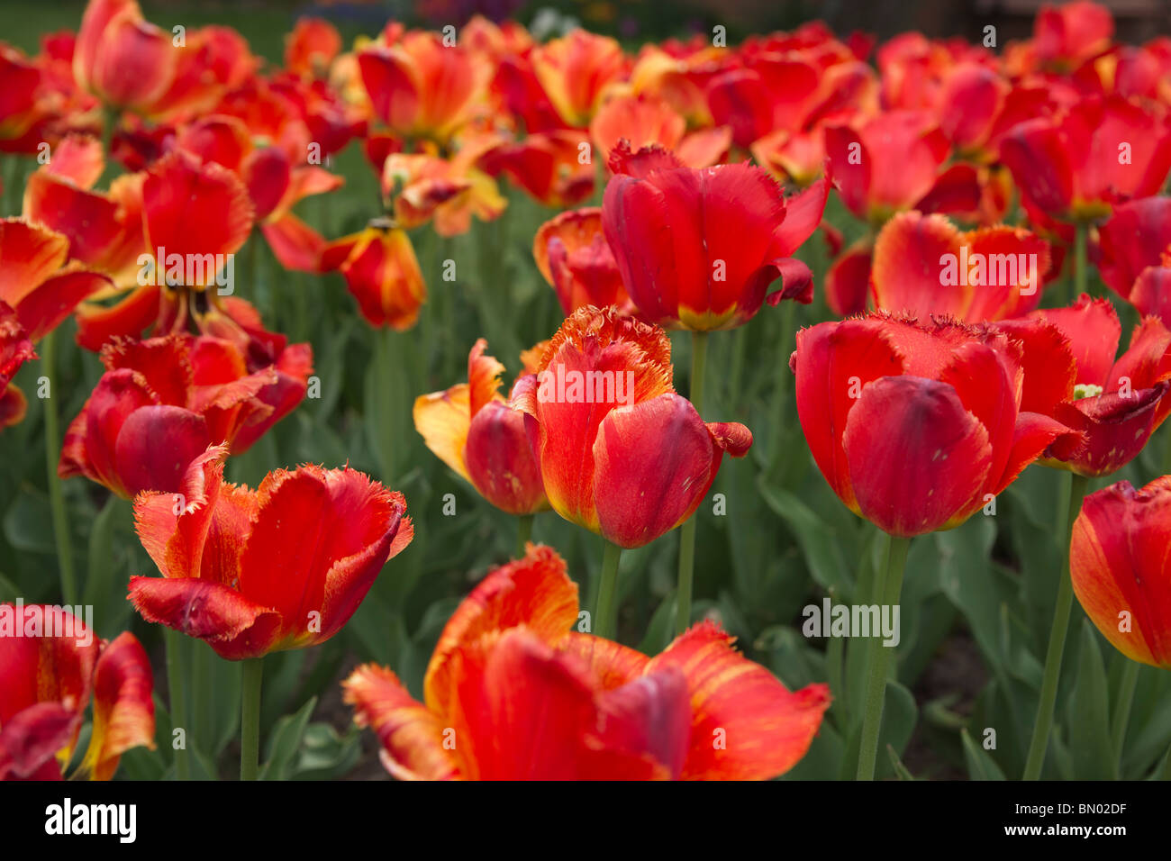 Tulip time festival Dutch Holland Michigan MI red Fringed Apeldoorn ...