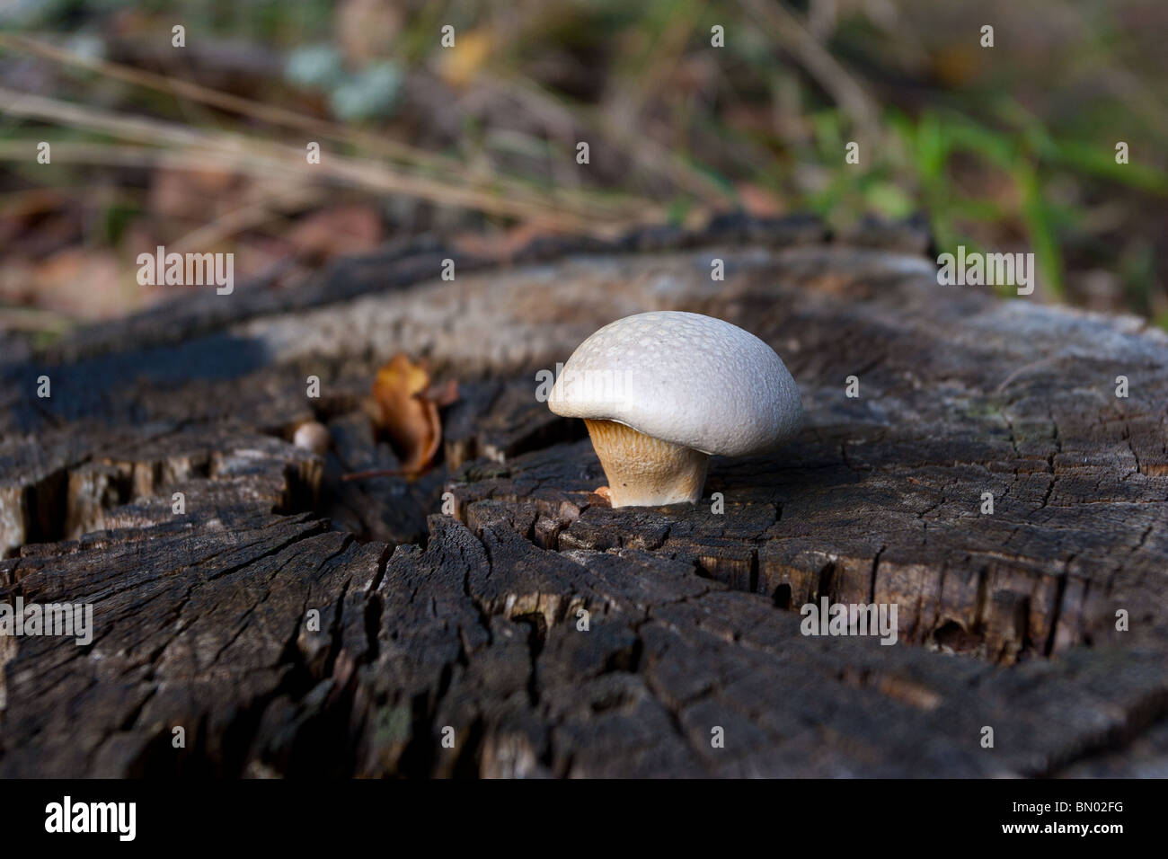 White mushroom fungi Stock Photo - Alamy