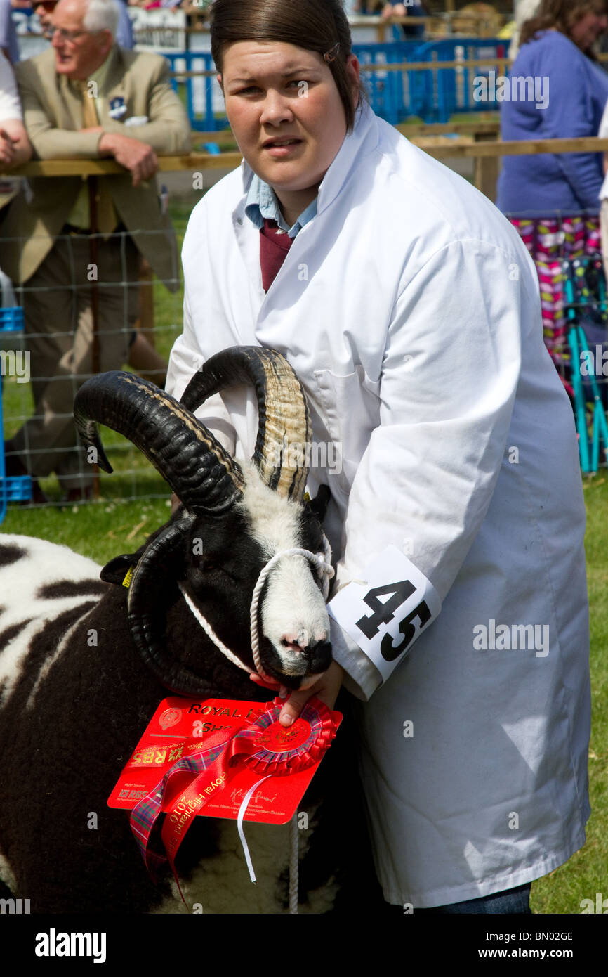 Royal highland show sheep hi-res stock photography and images - Alamy