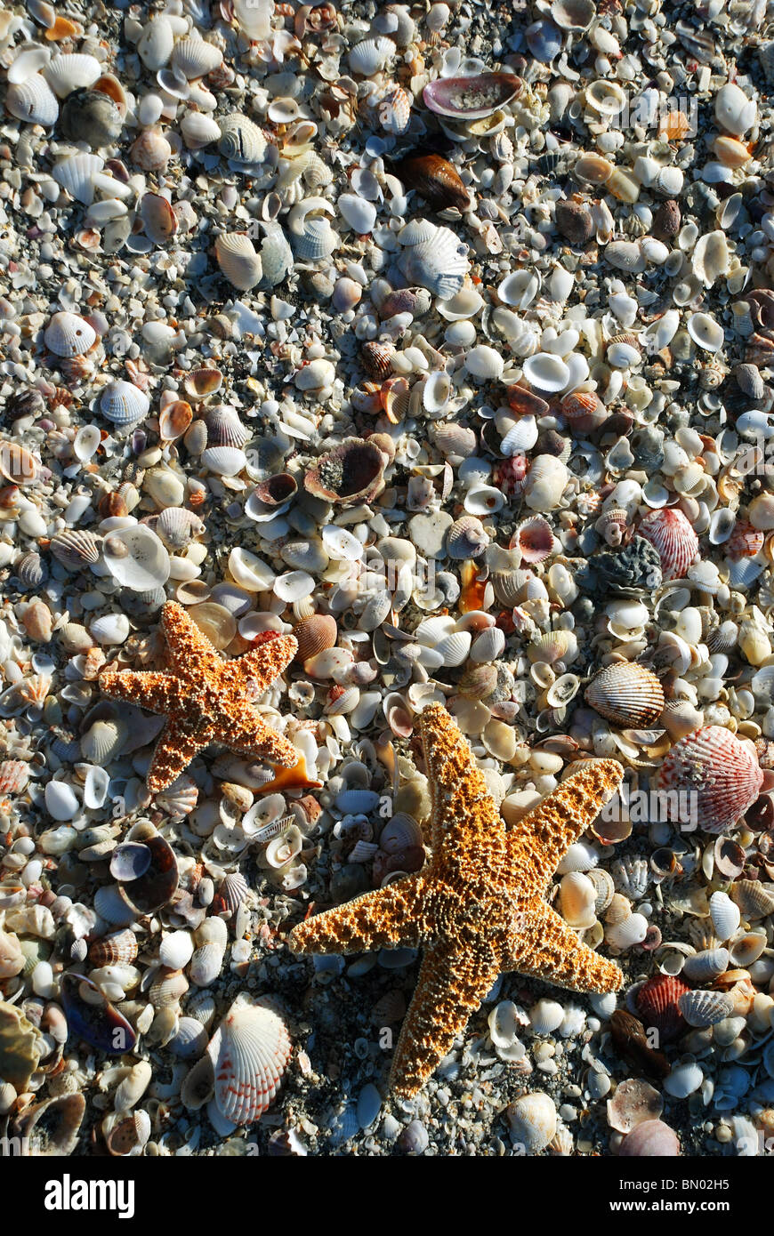 Shells and starfish Stock Photo - Alamy