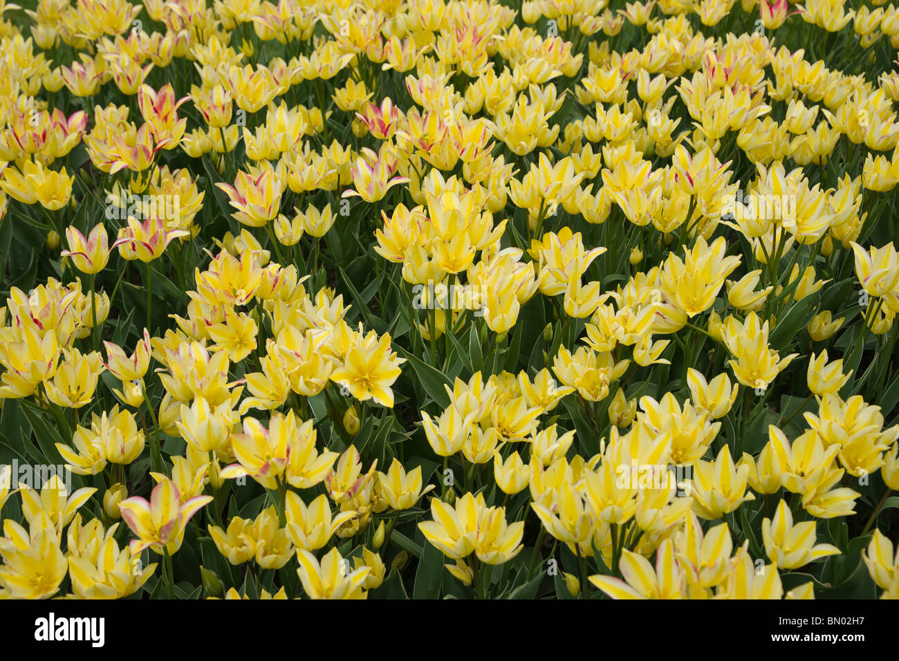 Tulip time festival Dutch Holland Michigan in USA yellow Hocus Pocus ...