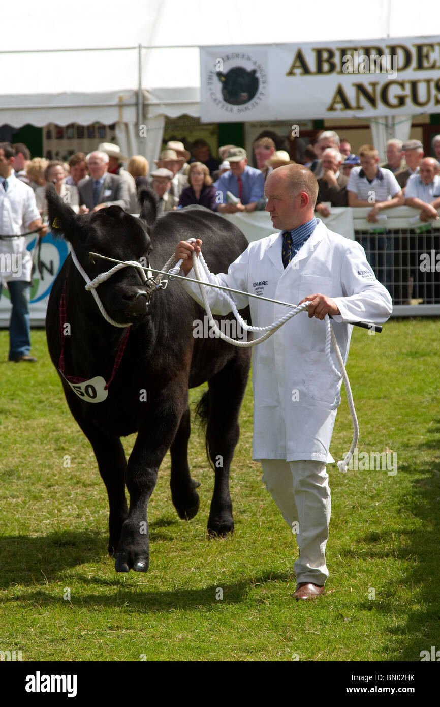 Aberdeen Angus cattle at the great Royal Highland Show 2010 Scottish ...