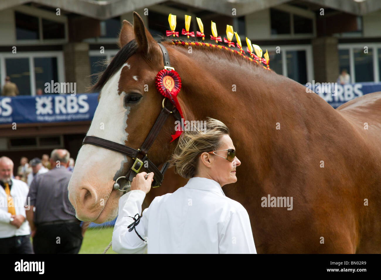 Clydesdale Shire horse in the showground parade ring at the great Royal ...