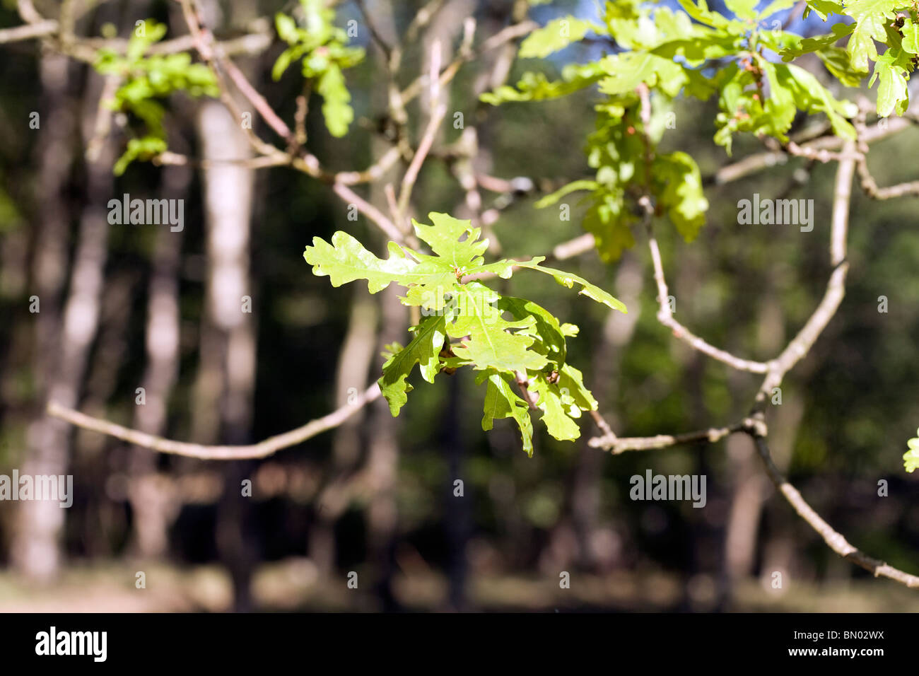 Oak tree and gate hi-res stock photography and images - Alamy