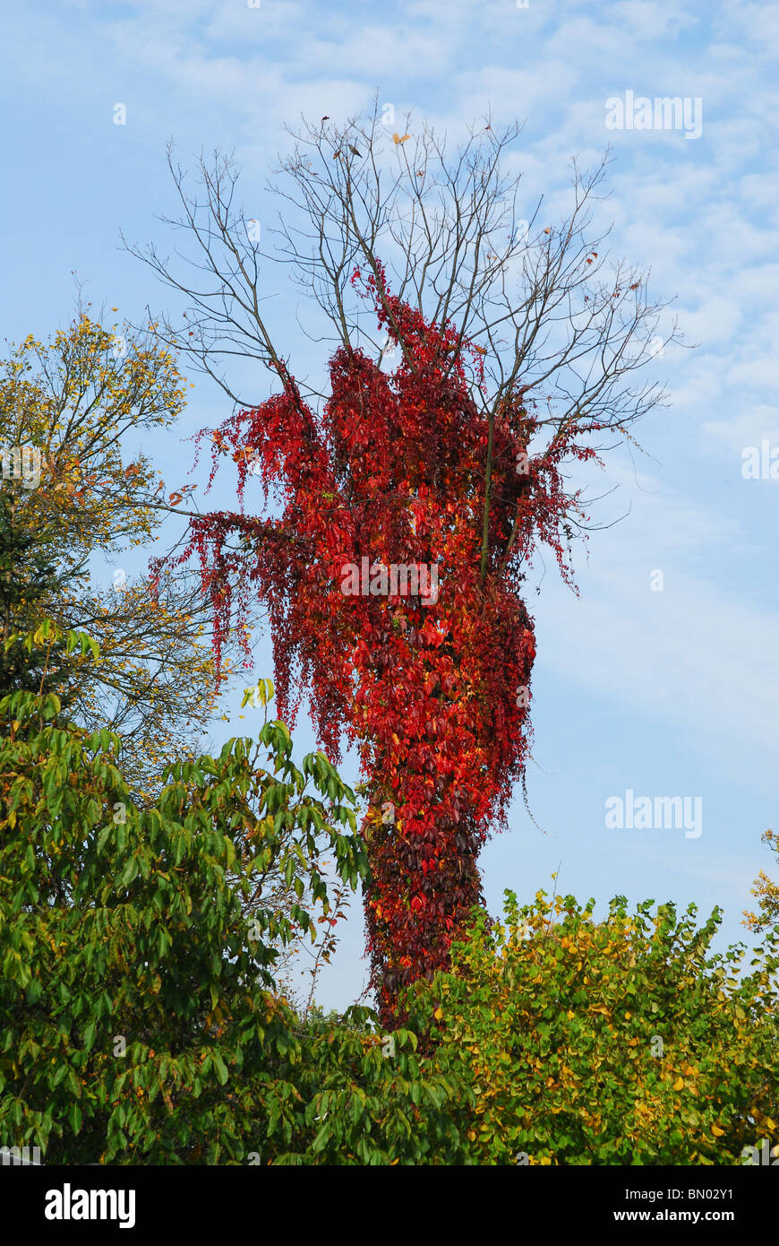autumn tress in the park and wild grape vines Stock Photo - Alamy