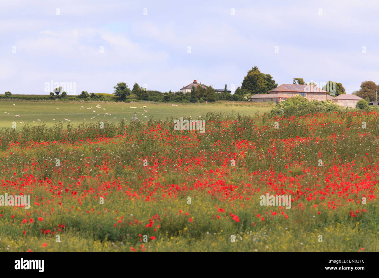 Poppys in field hi-res stock photography and images - Alamy