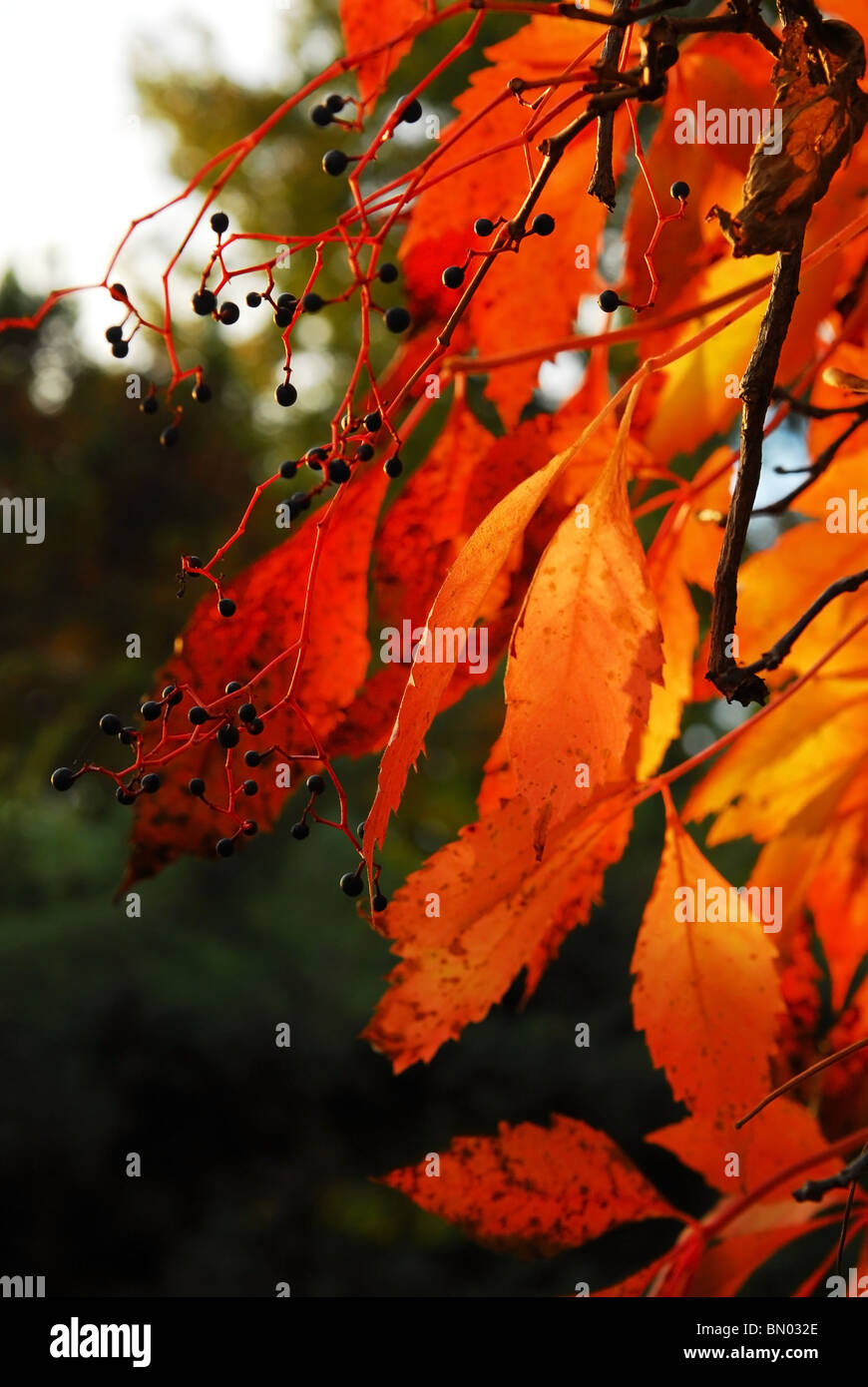 autumn tress in the park and wild grape vines Stock Photo - Alamy