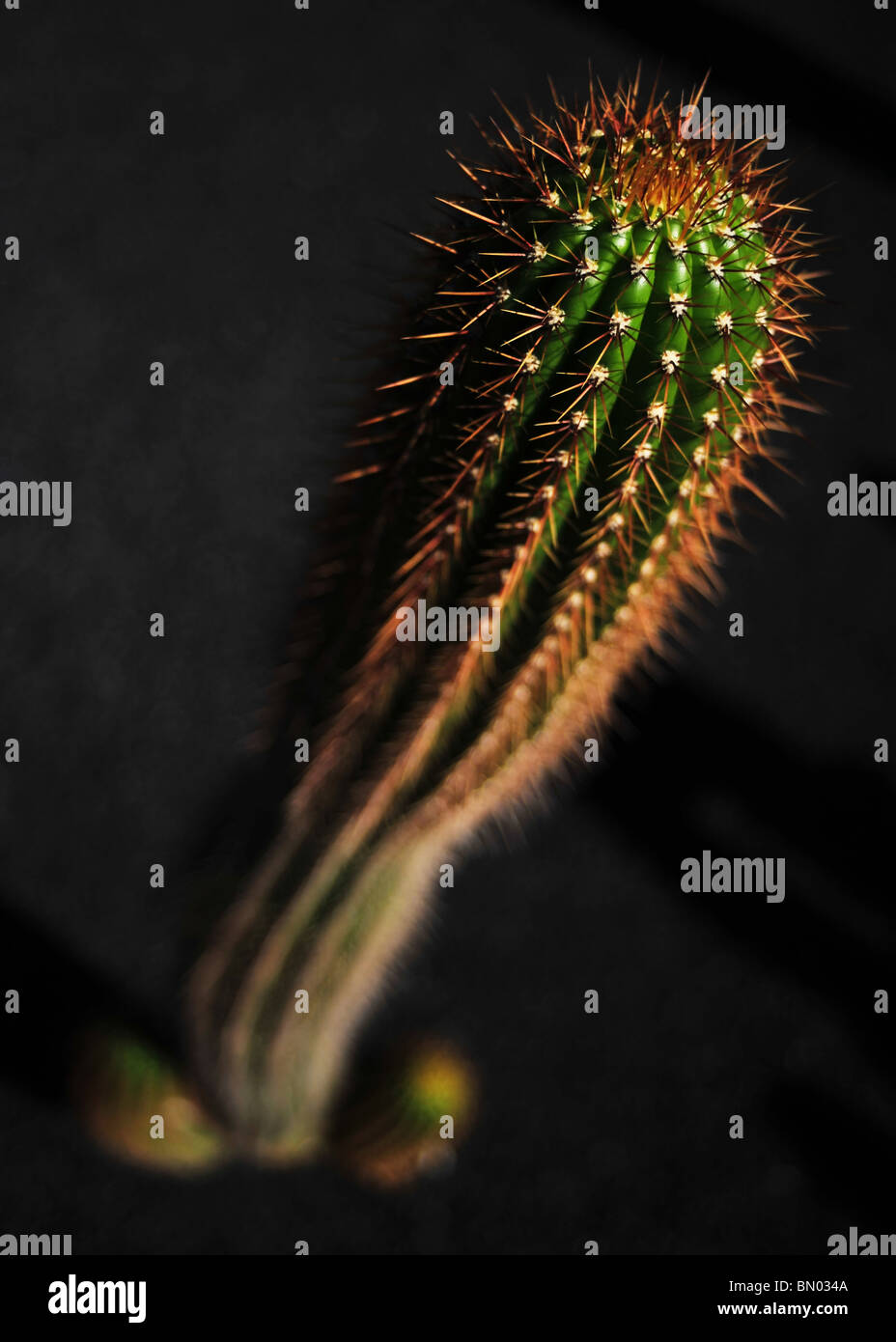 Pointy cactus hi-res stock photography and images - Alamy