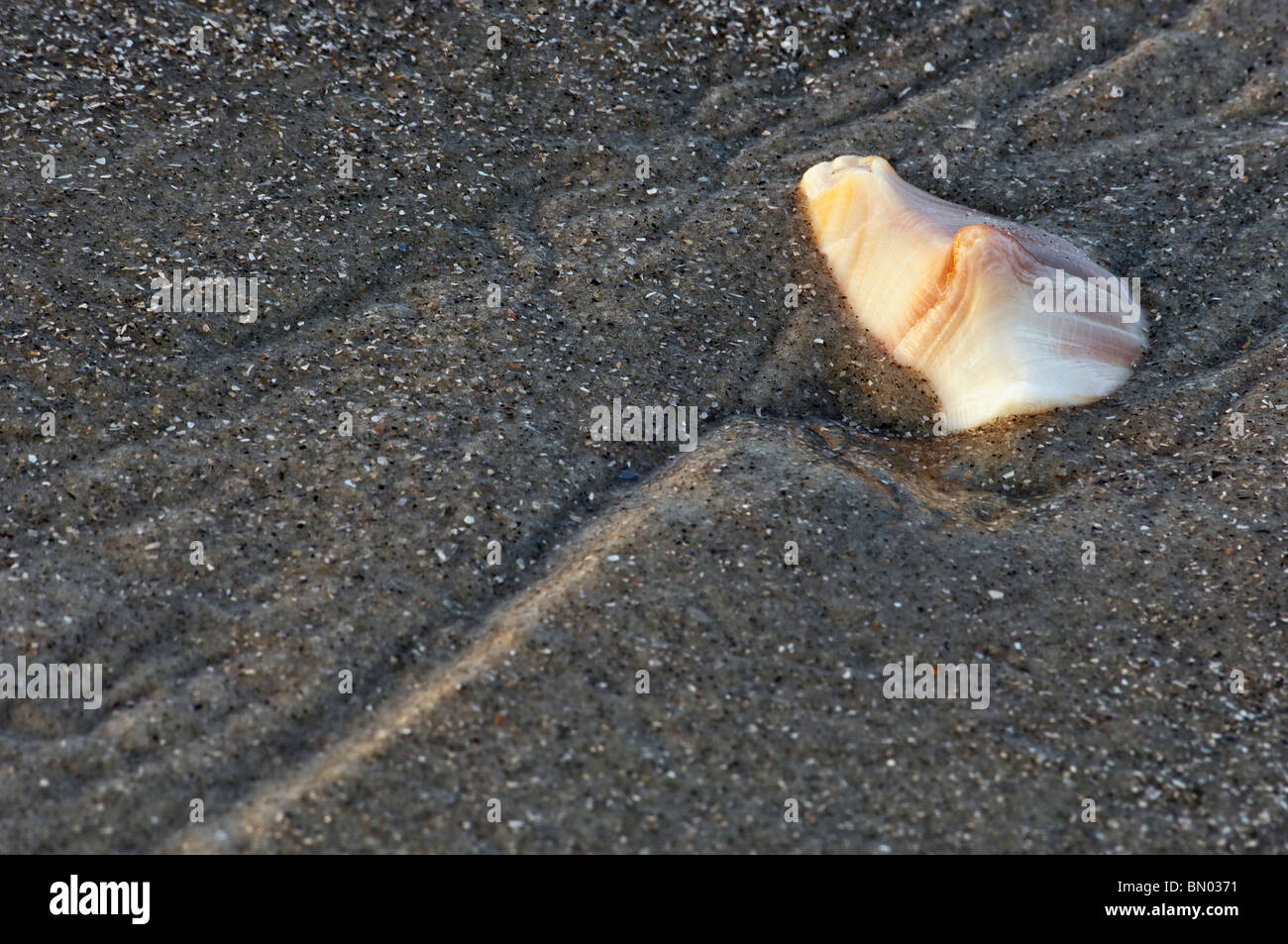 Half Buried Seashell on Folly Beach in Charleston County, South ...