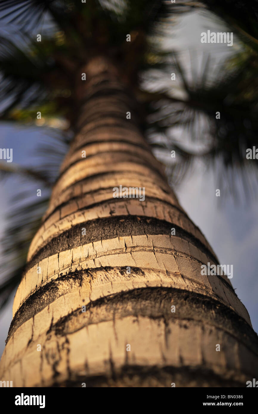 Looking up at Palm Tree Stock Photo - Alamy