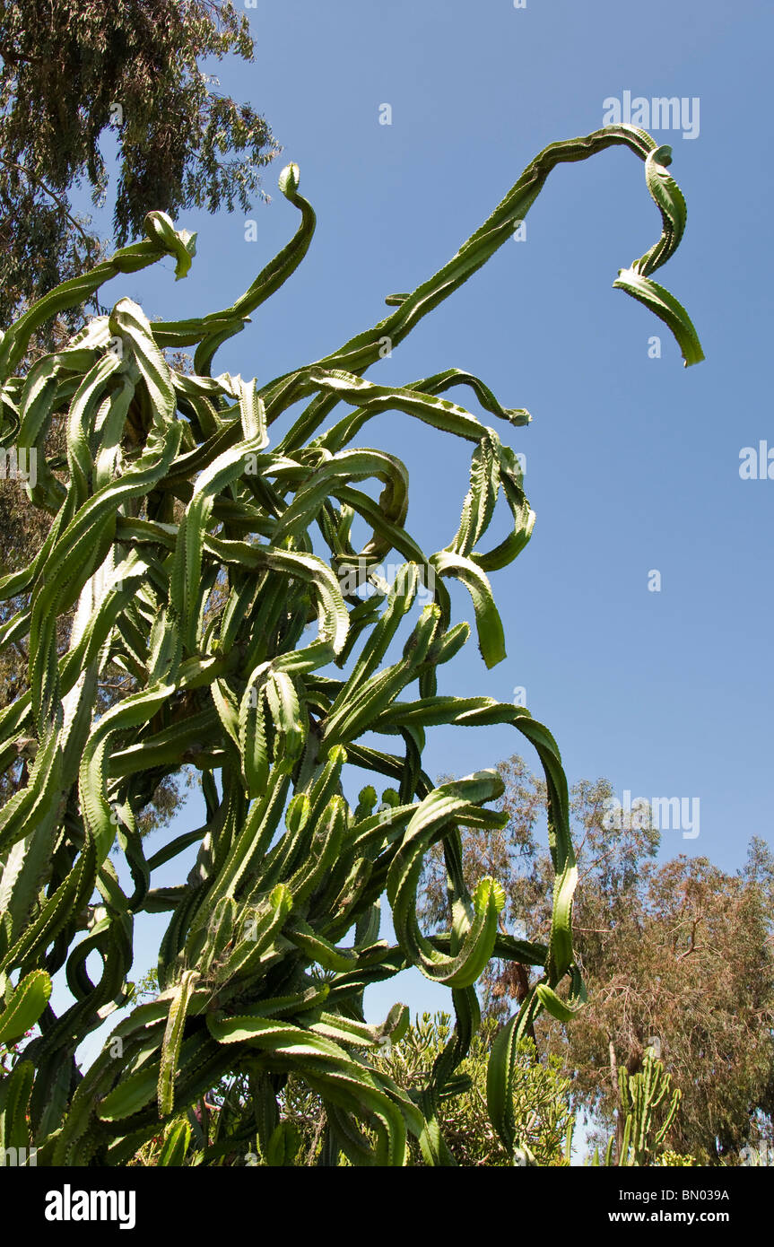 Long Pachycereus marginatus (Mexican Organ Pipe cactus Stock Photo - Alamy