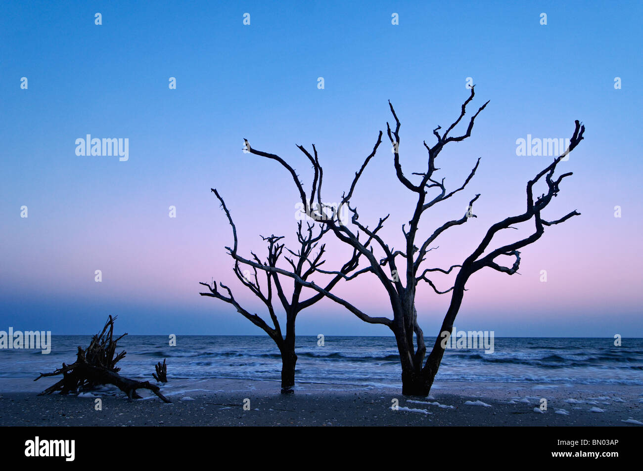 Dead Tree at Dusk at the Boneyard on Botany Bay on Edisto Island in ...