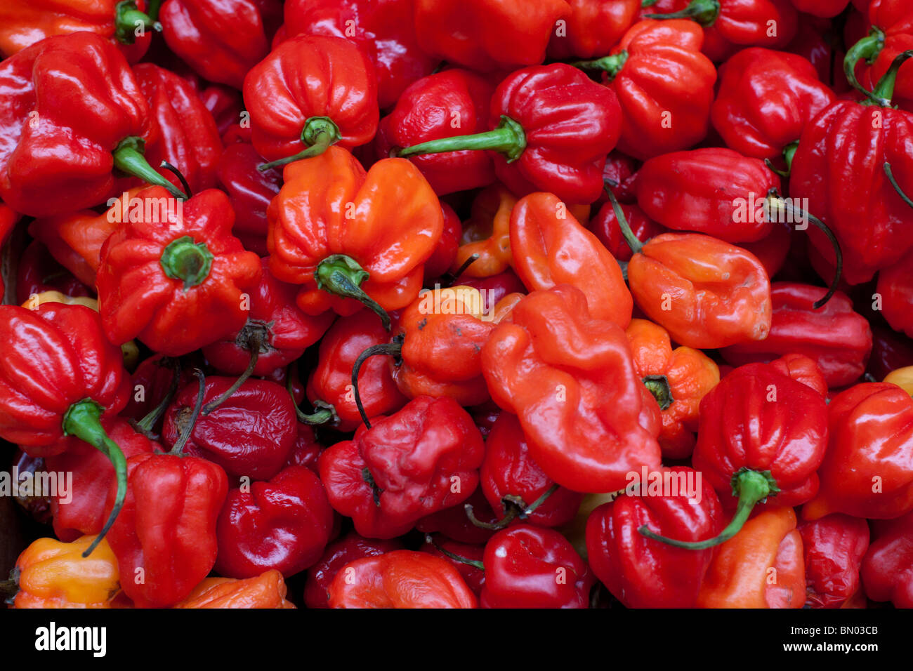 Red Capsicum in a market Stock Photo - Alamy
