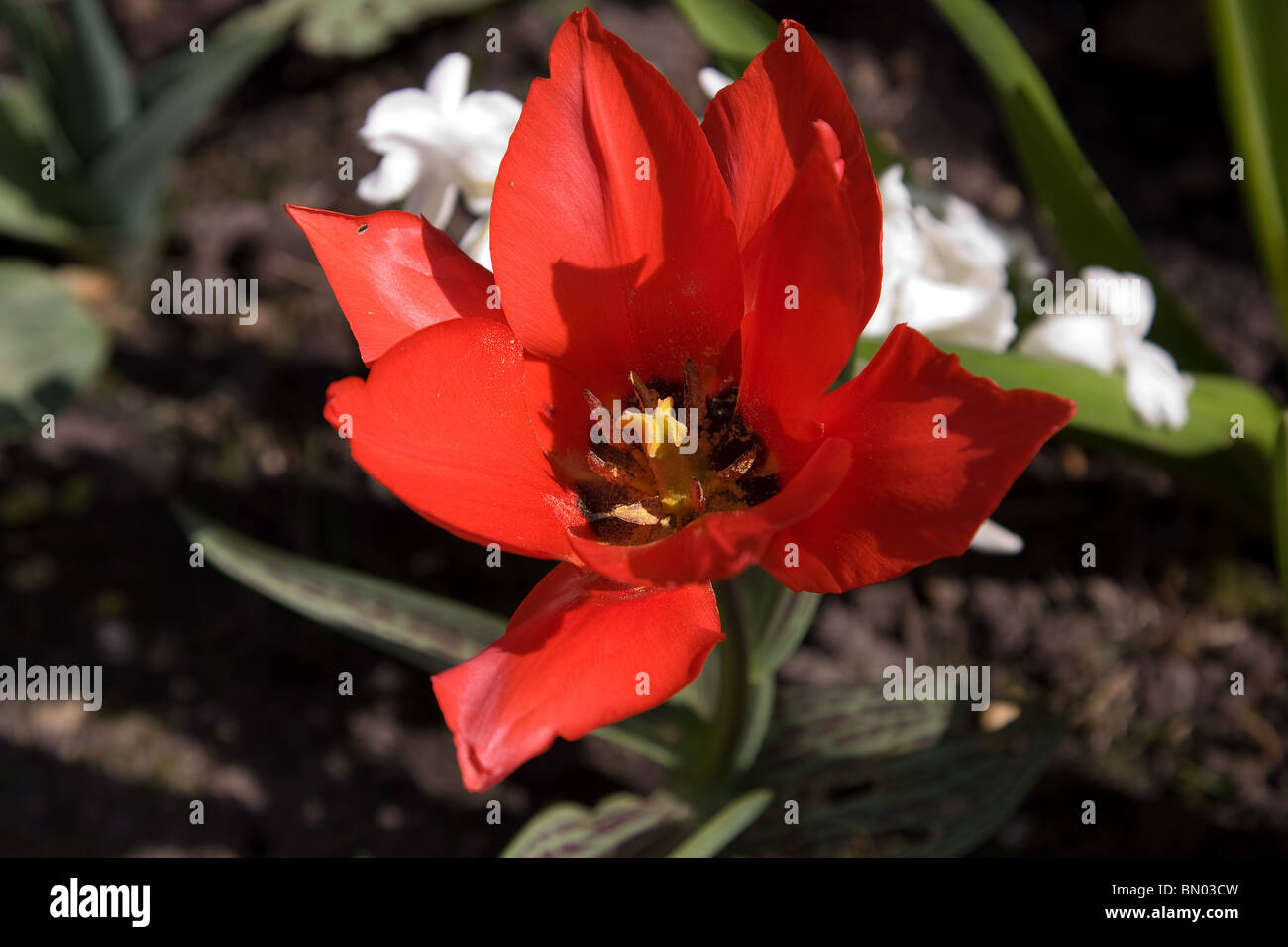 A red tulip flower Stock Photo - Alamy