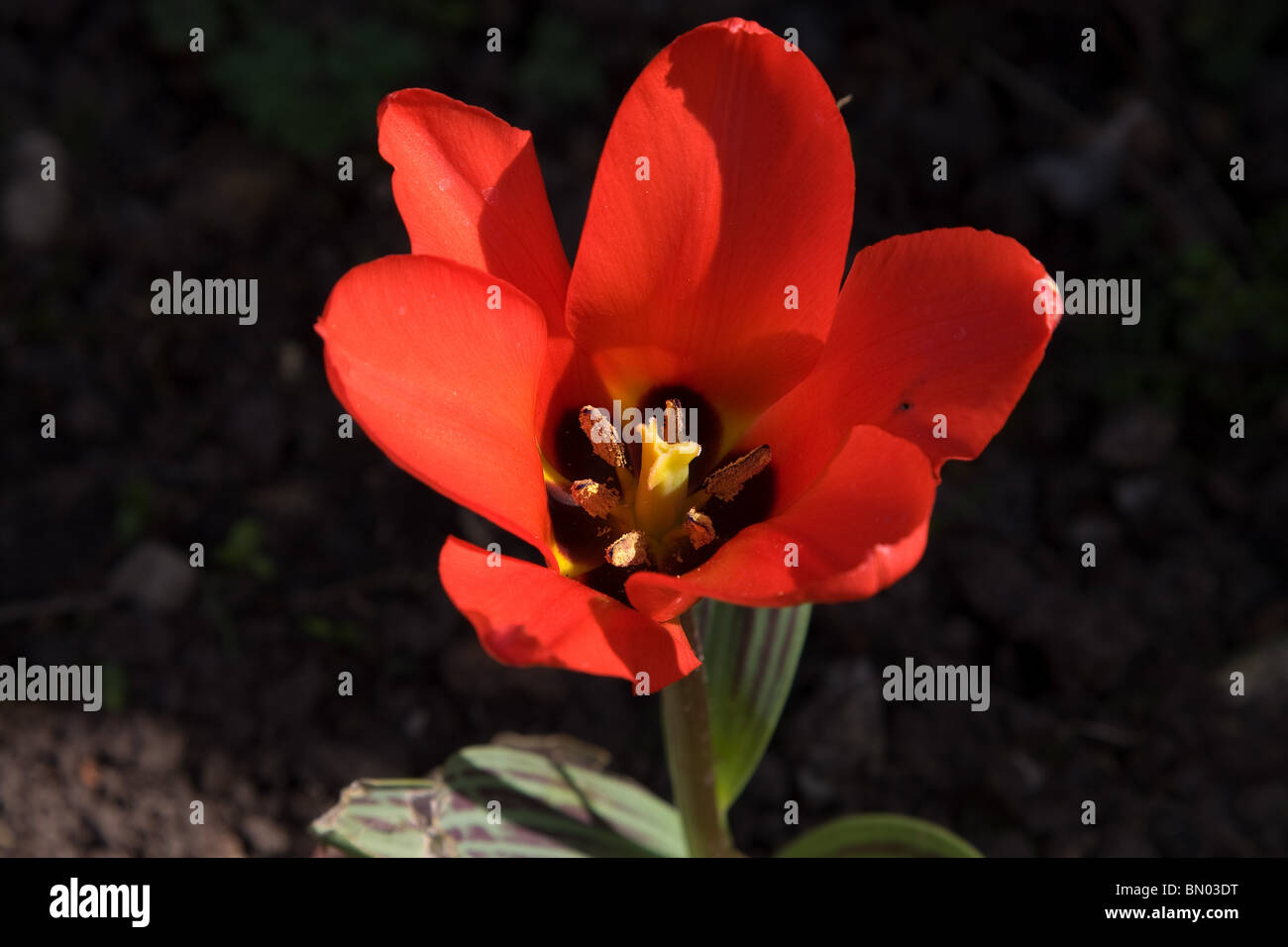 Red tulip flower Stock Photo - Alamy