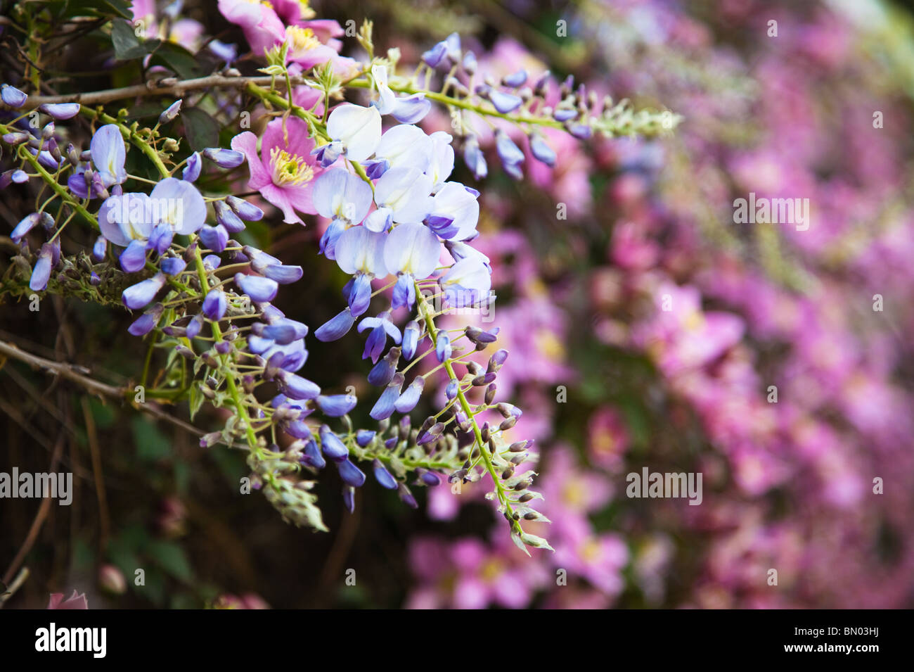 Wisteria and clematis growing together Stock Photo - Alamy