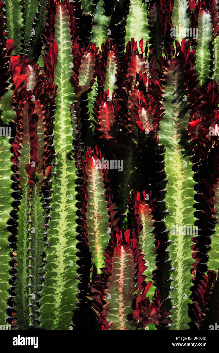 Pointy cactus hi-res stock photography and images - Alamy
