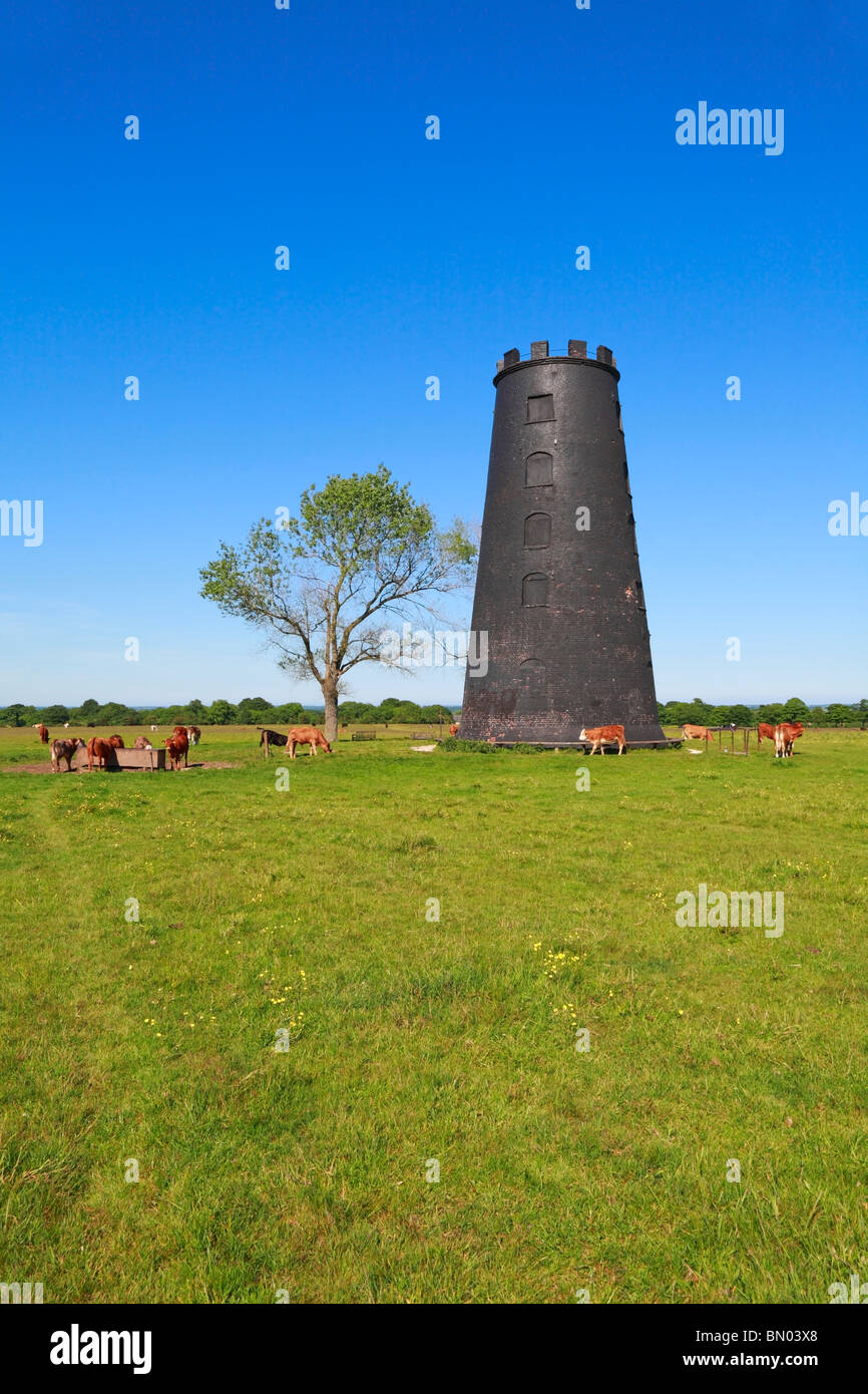 Cattle around Black Mill, Westwood Pastures, Beverley, East Riding of ...