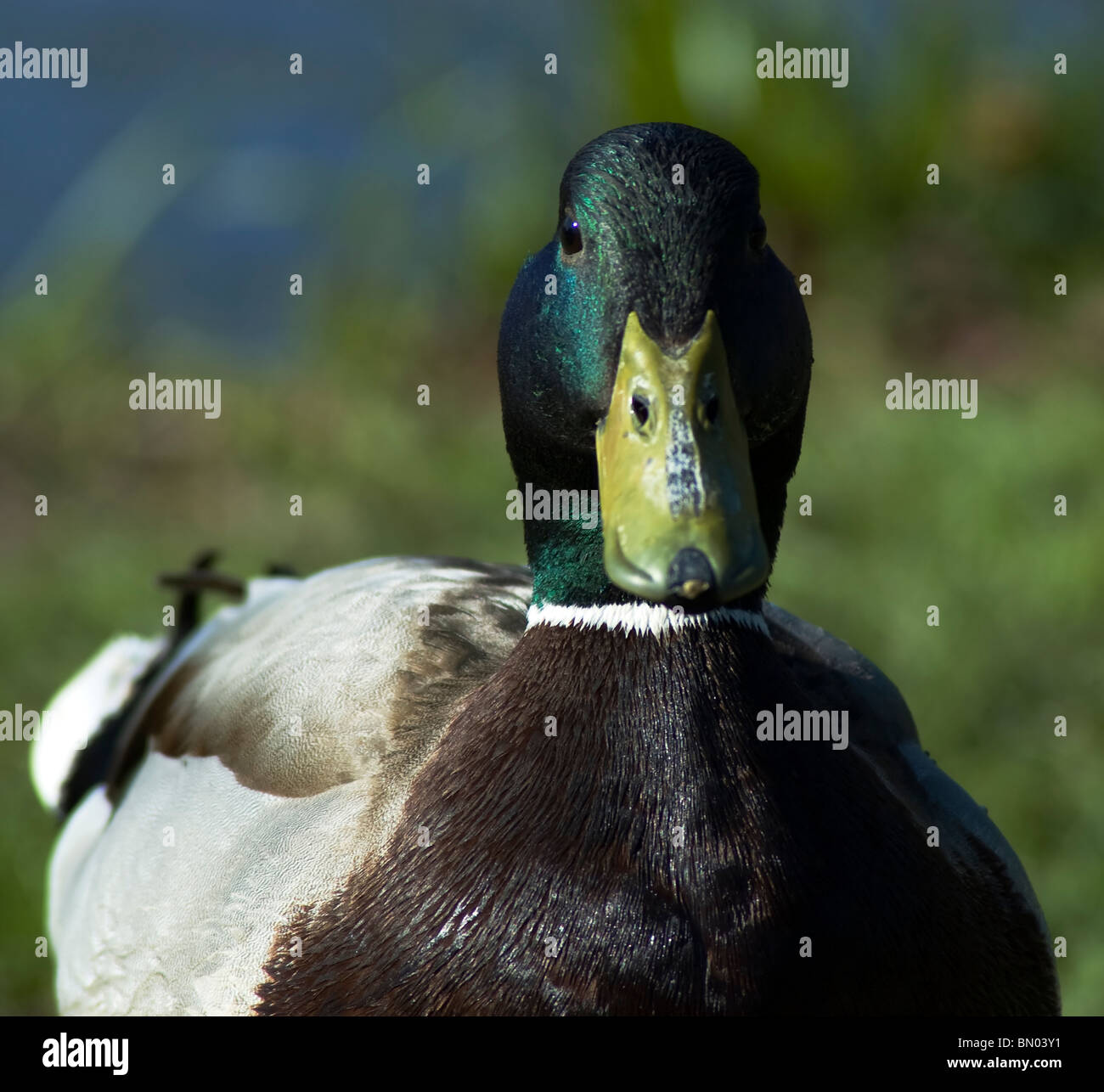 Close-up of duck Stock Photo - Alamy