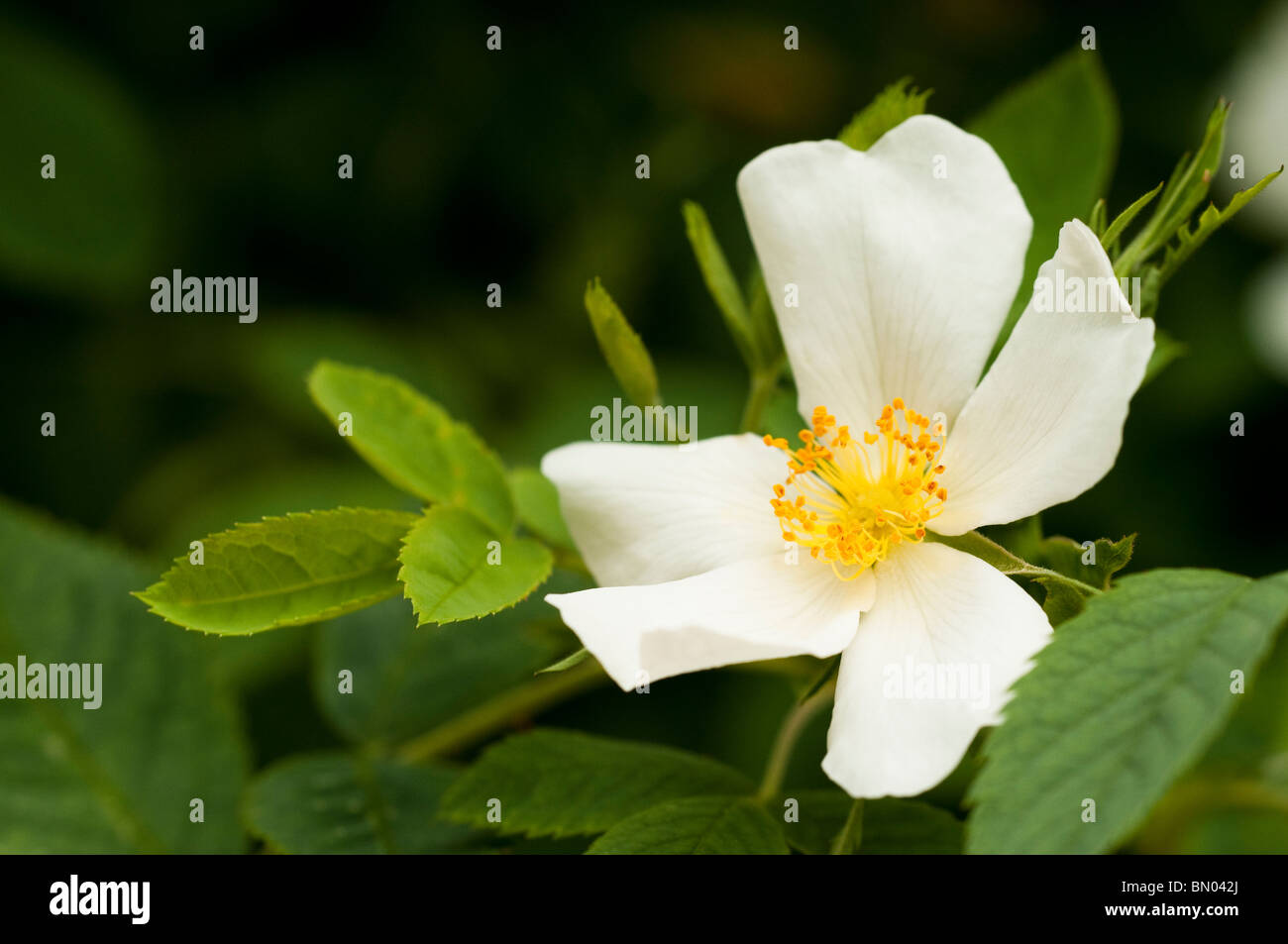 White rose in flower in at Painswick Rococo Garden in The Cotswolds ...