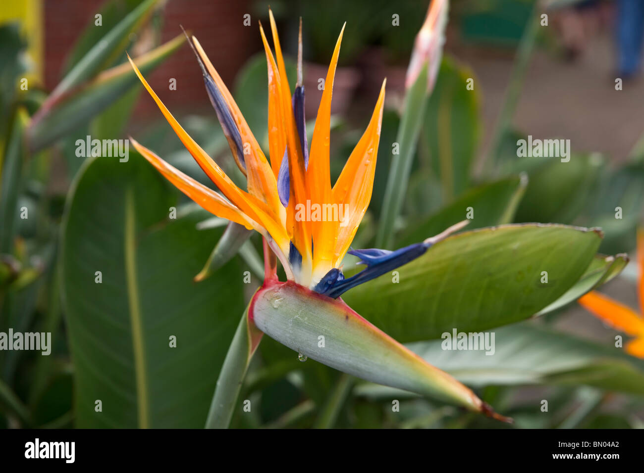 High contrast bird image hi-res stock photography and images - Alamy