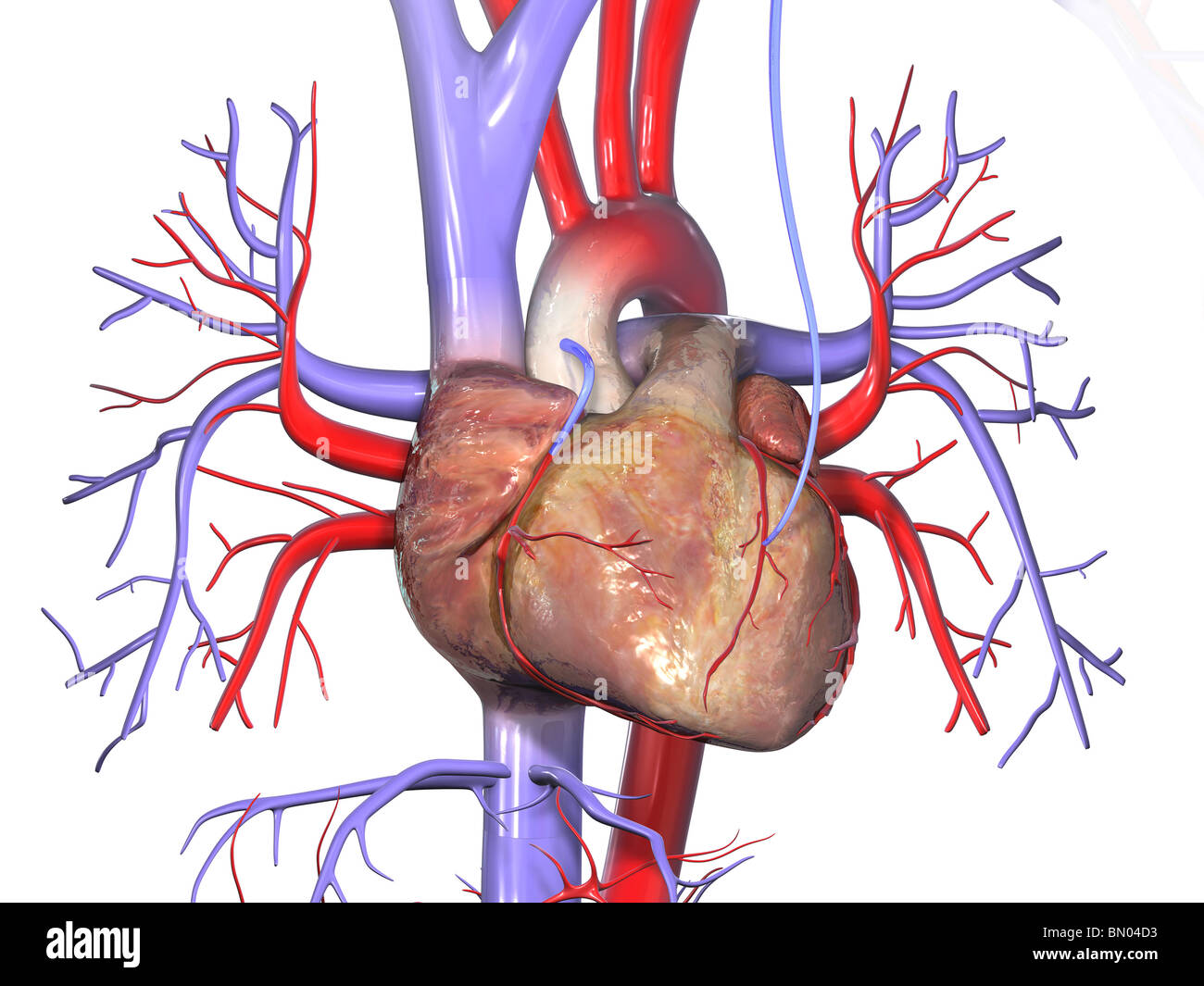Cardiovascular System Illustration High Resolution Stock Photography ...