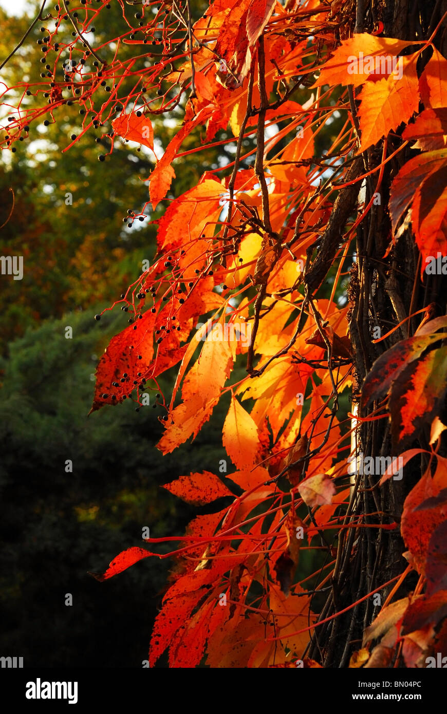 autumn tress in the park and wild grape vines Stock Photo - Alamy
