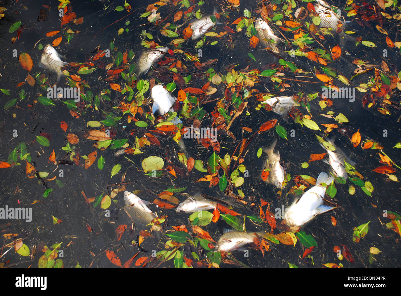Many dead fish as a result of polluted waters, Florida Stock Photo - Alamy
