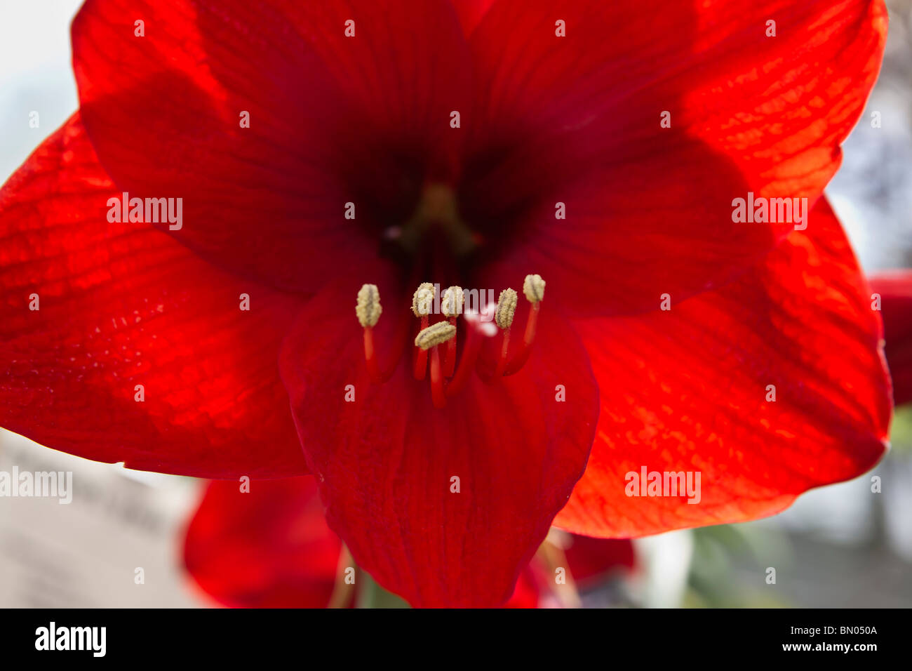 Closeup view center lily flower hi-res stock photography and images - Alamy
