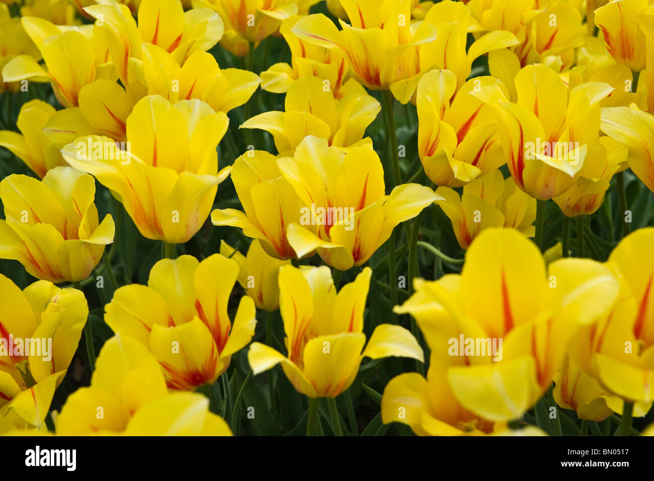 Hocus pocus hi-res stock photography and images - Alamy