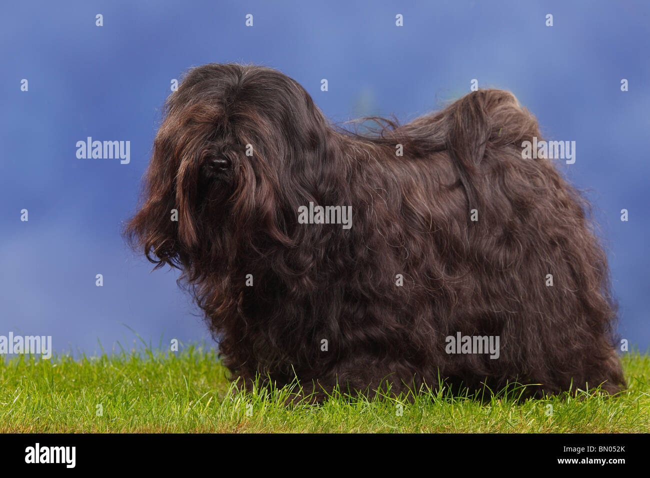 Tibetan side hi-res stock photography and images - Alamy