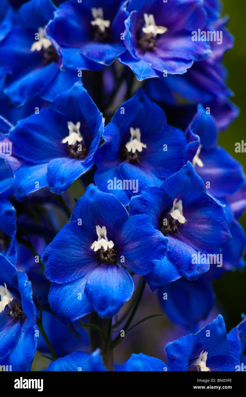 Delphiniums uk garden hi-res stock photography and images - Alamy