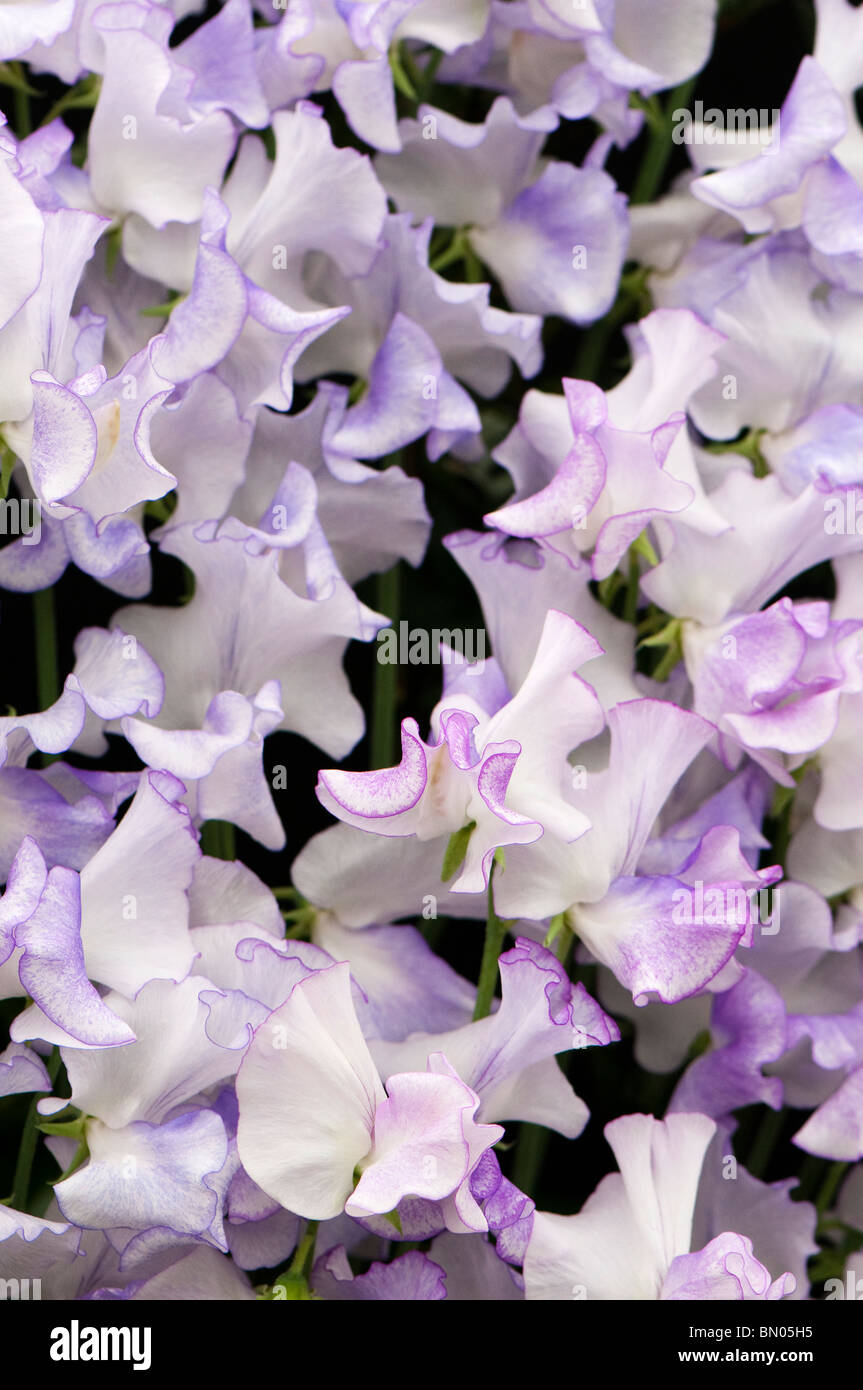 Sweet Pea, Lathyrus Odoratus, 'Sir Jimmy Shand' flowers Stock Photo - Alamy