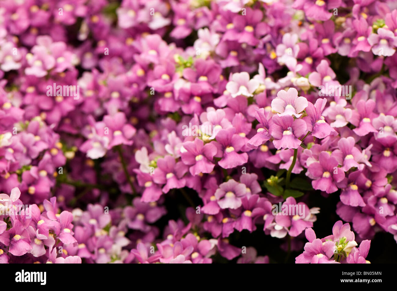 Nemesia Maritana 'Rosanna Girl' in flower Stock Photo - Alamy