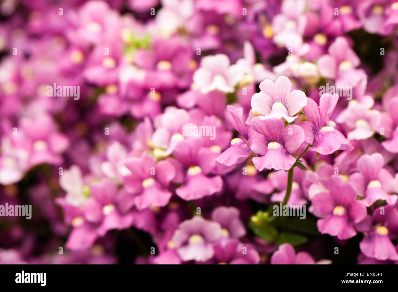 Nemesia Maritana 'Rosanna Girl' in flower Stock Photo - Alamy