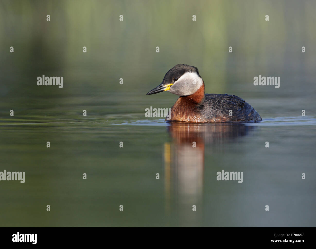 Red-necked Grebe, Podiceps grisegena, adult in breeding plumage ...