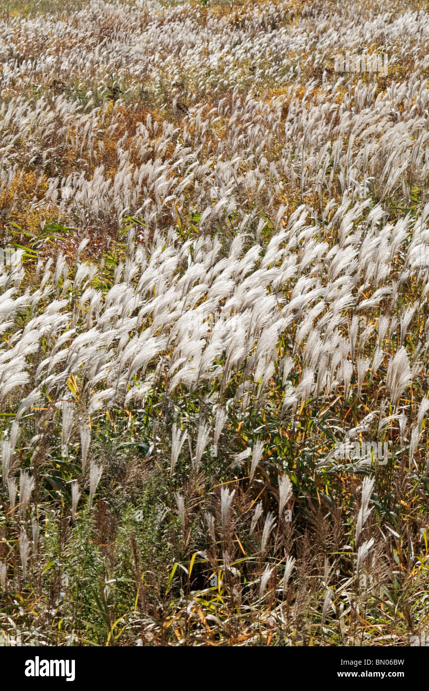 Amur silvergrass (Miscanthus sacchariflorus). Known as Silver Banner ...
