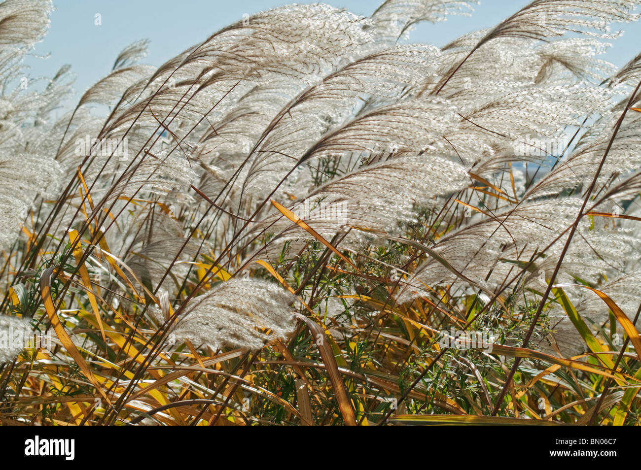 Amur silvergrass (Miscanthus sacchariflorus). Known as Silver Banner ...