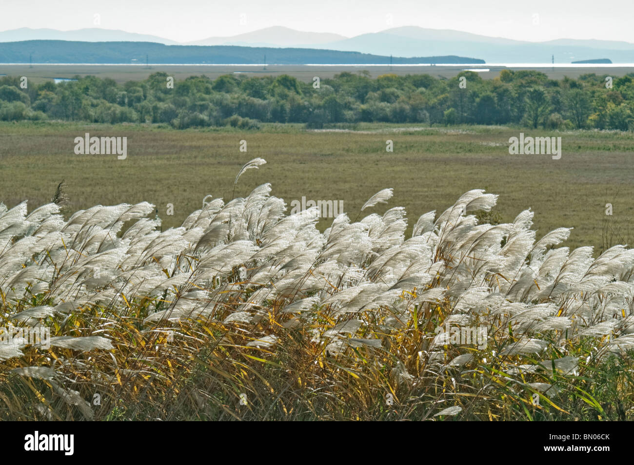 Amur silvergrass (Miscanthus sacchariflorus). Known as Silver Banner ...