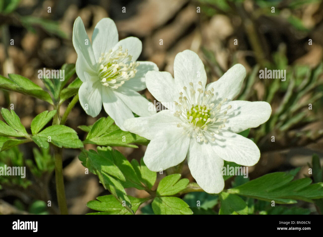 Amur Anemone flower (Anemonoides amurensis Stock Photo - Alamy