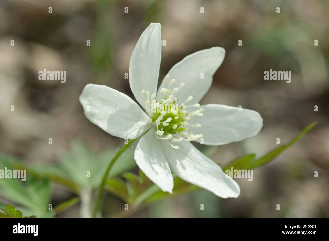 Amurensis hi-res stock photography and images - Alamy