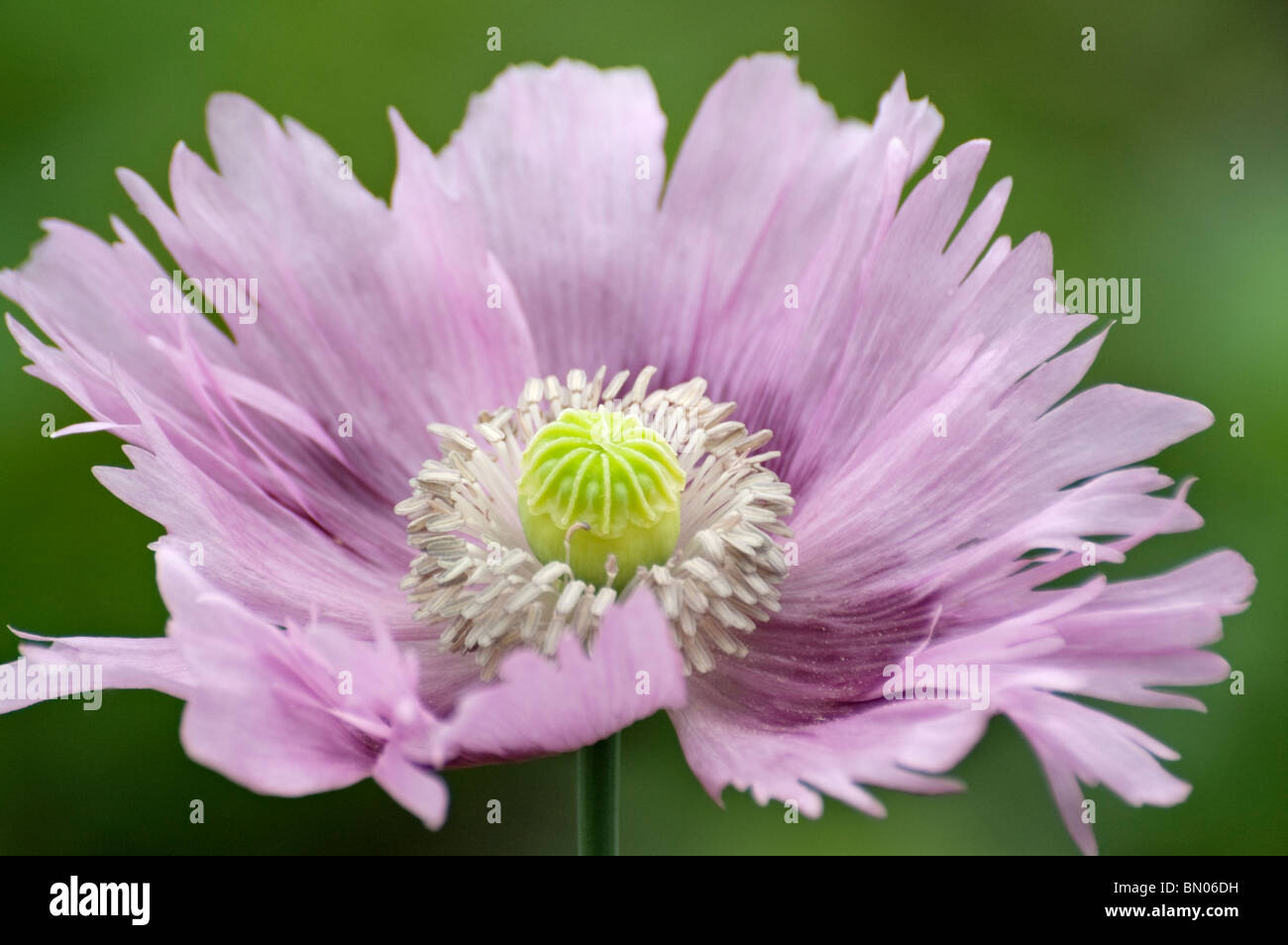 Opium poppy flower (Papaver somniferum Stock Photo - Alamy