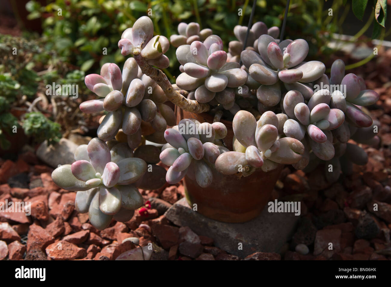 Succulent cactus Pearly Moonstones plant Pachyphytum ovatum plant ...
