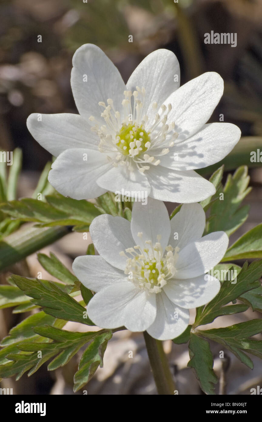 Amur Anemone flower (Anemonoides amurensis Stock Photo - Alamy