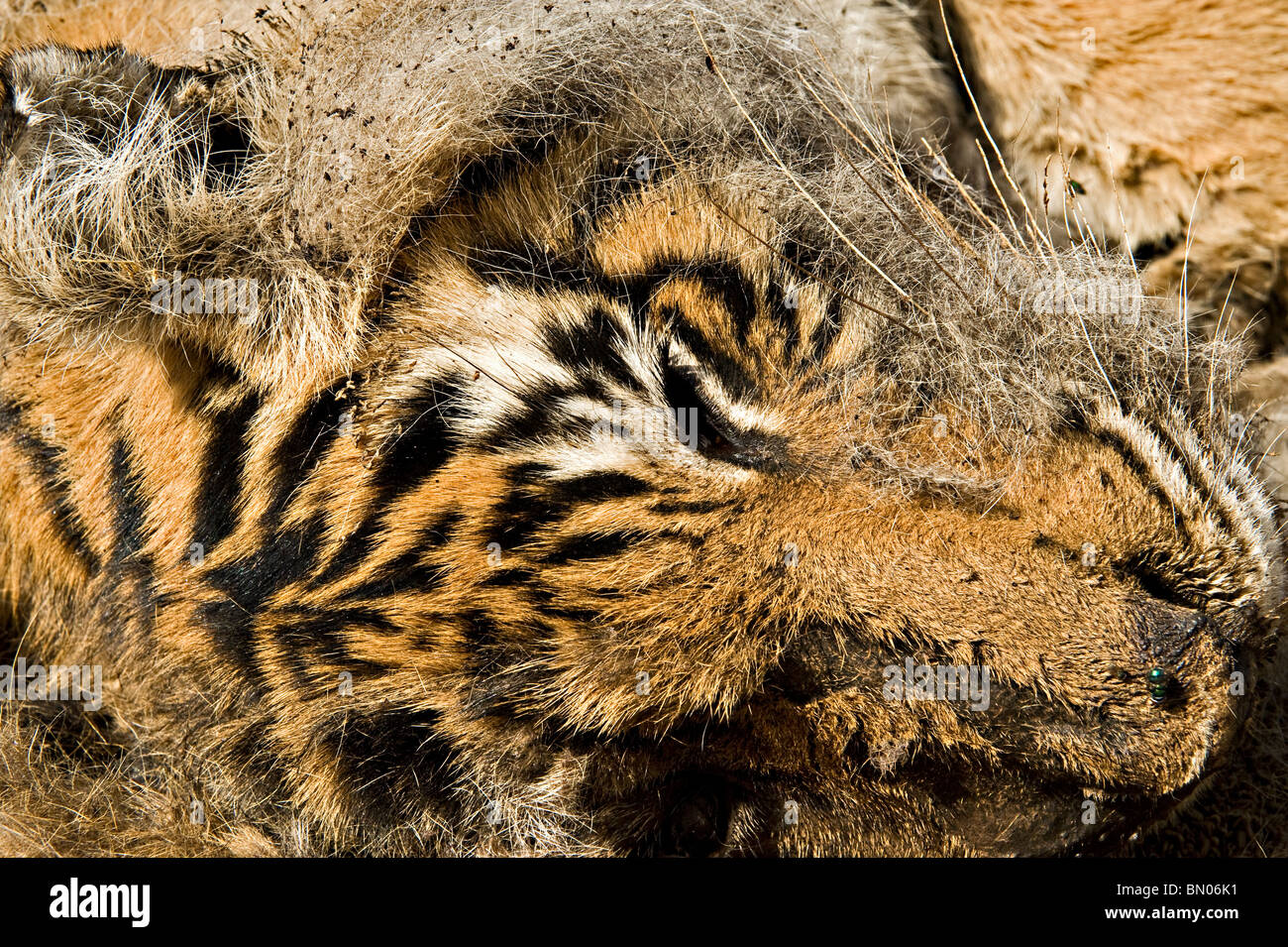 Dead tiger hi-res stock photography and images - Alamy